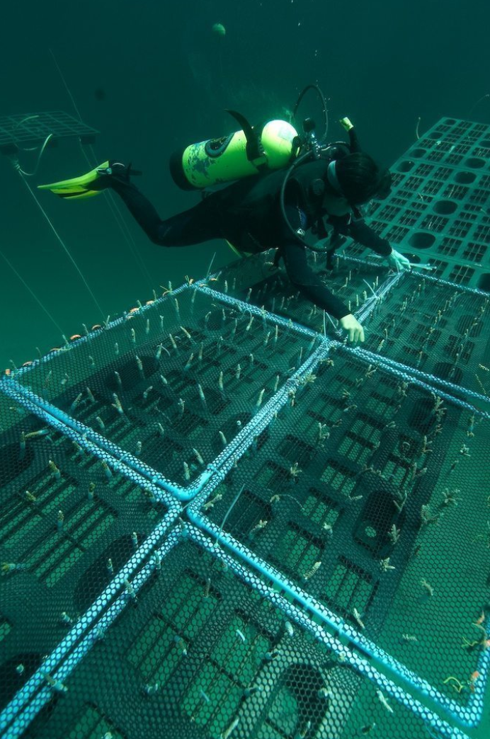 CSR Coral Reef Restoration – Thailand - Making Teams - Team Building ...
